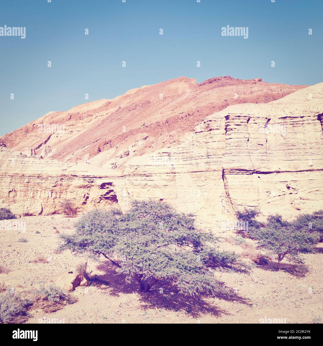 Desert in Spring Stock Photo - Alamy