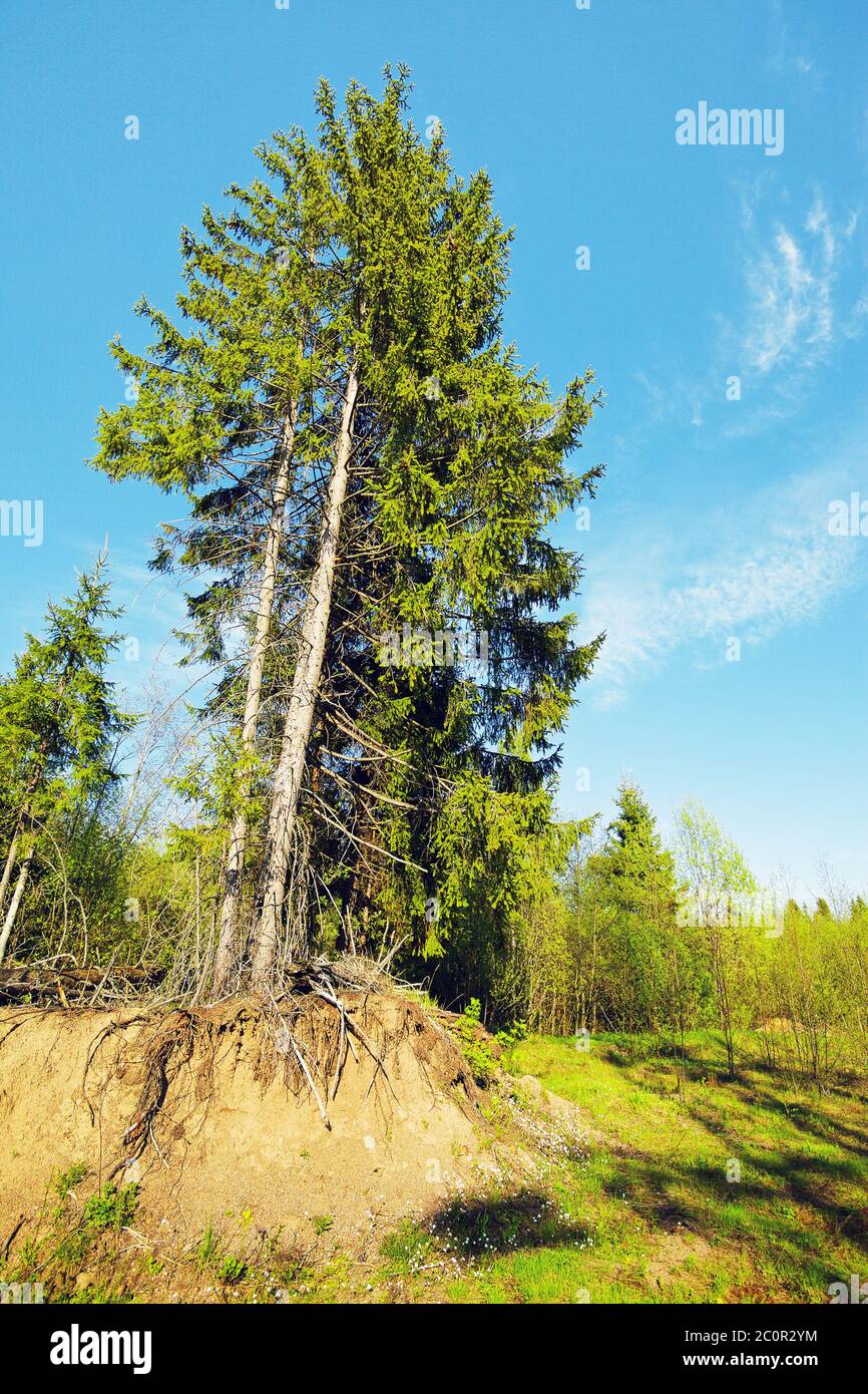 Beautiful Pine Tree Stock Photo - Alamy