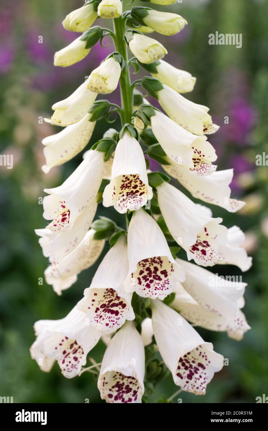 Digitalis purpurea F1 'Dalmatian Cream' flowers Stock Photo - Alamy