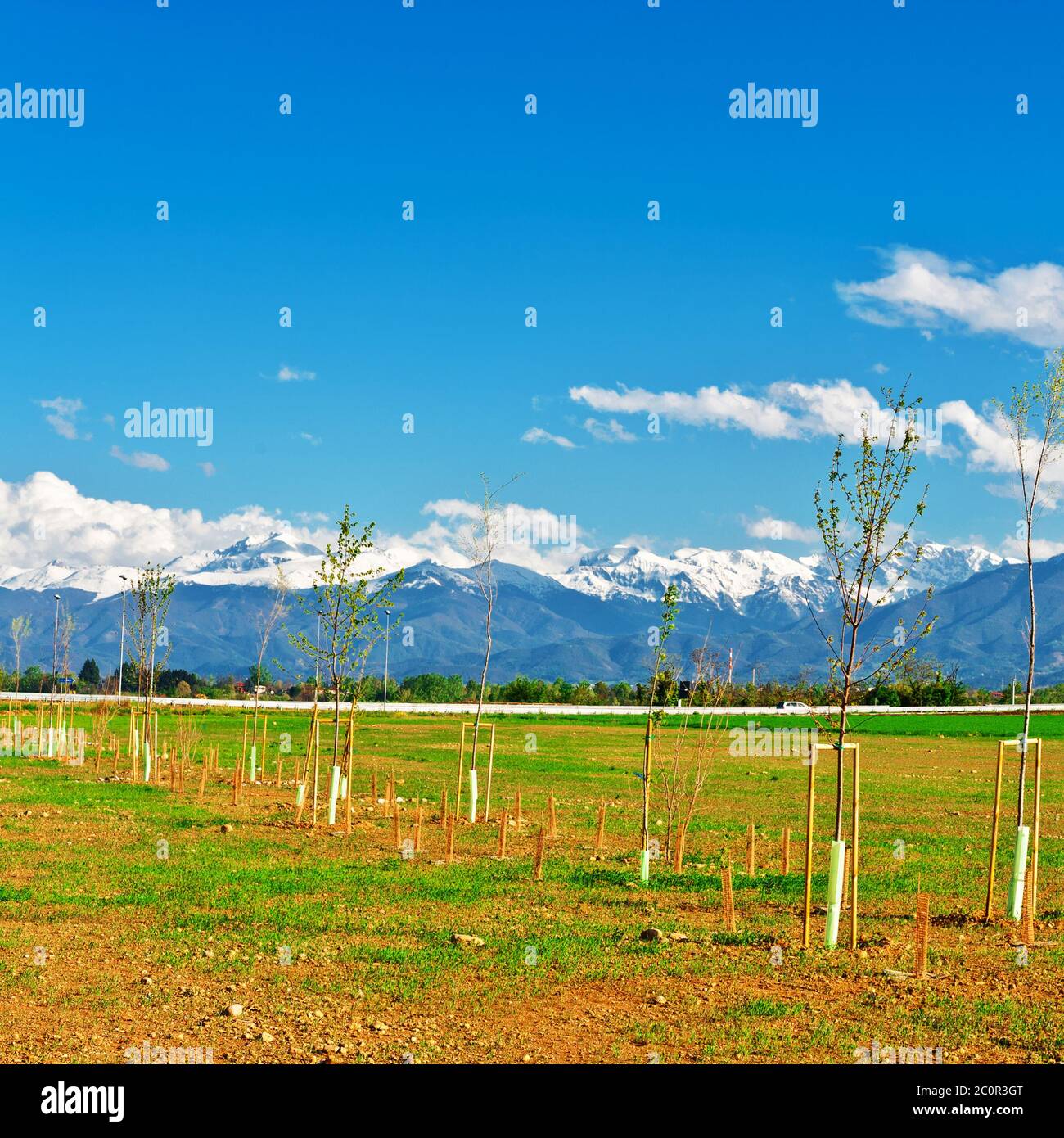 Tree seedlings hi-res stock photography and images - Alamy