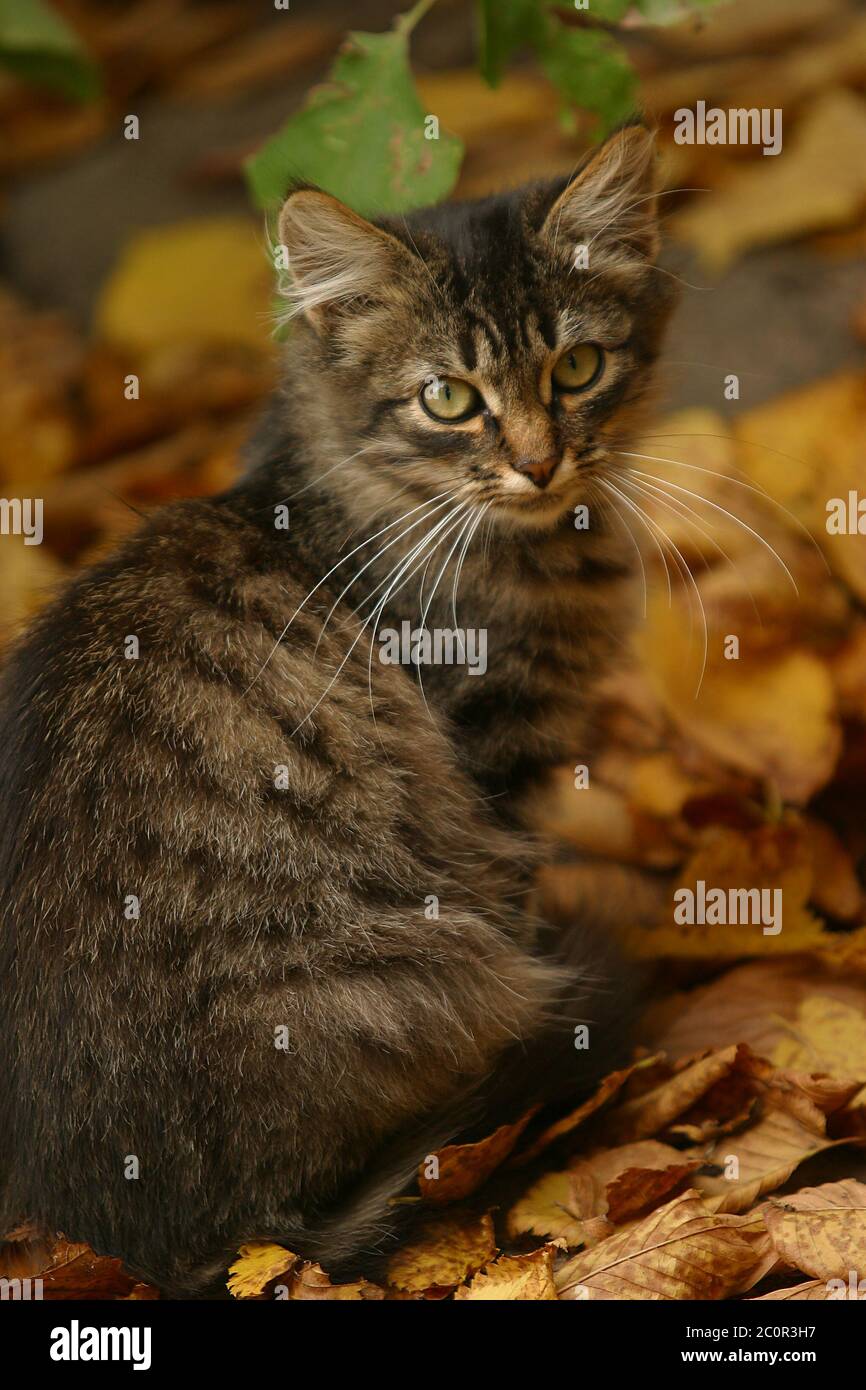 Lost kitten hi-res stock photography and images - Alamy