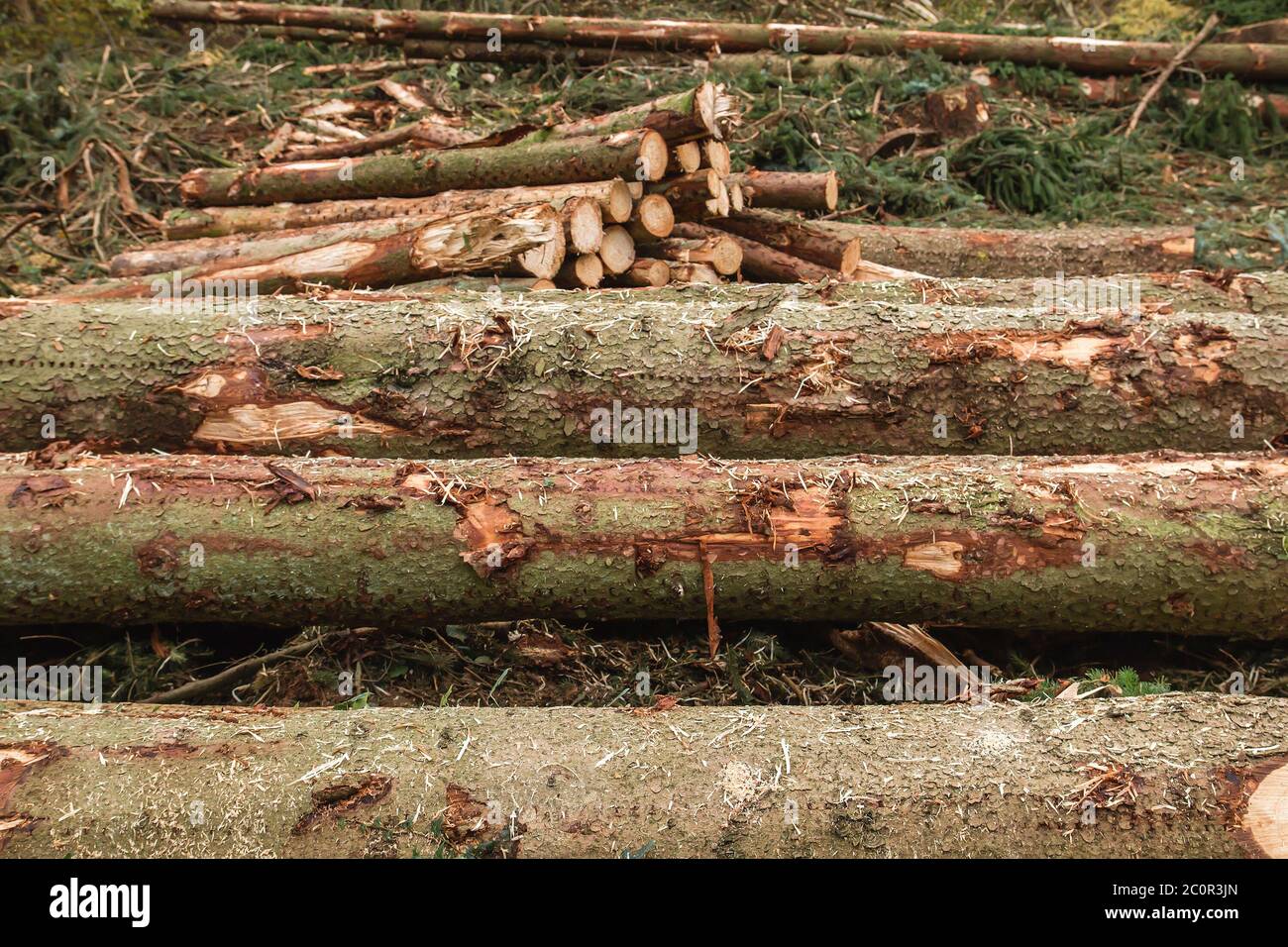 Piles of logs chopped down trees in a forest Stock Photo - Alamy