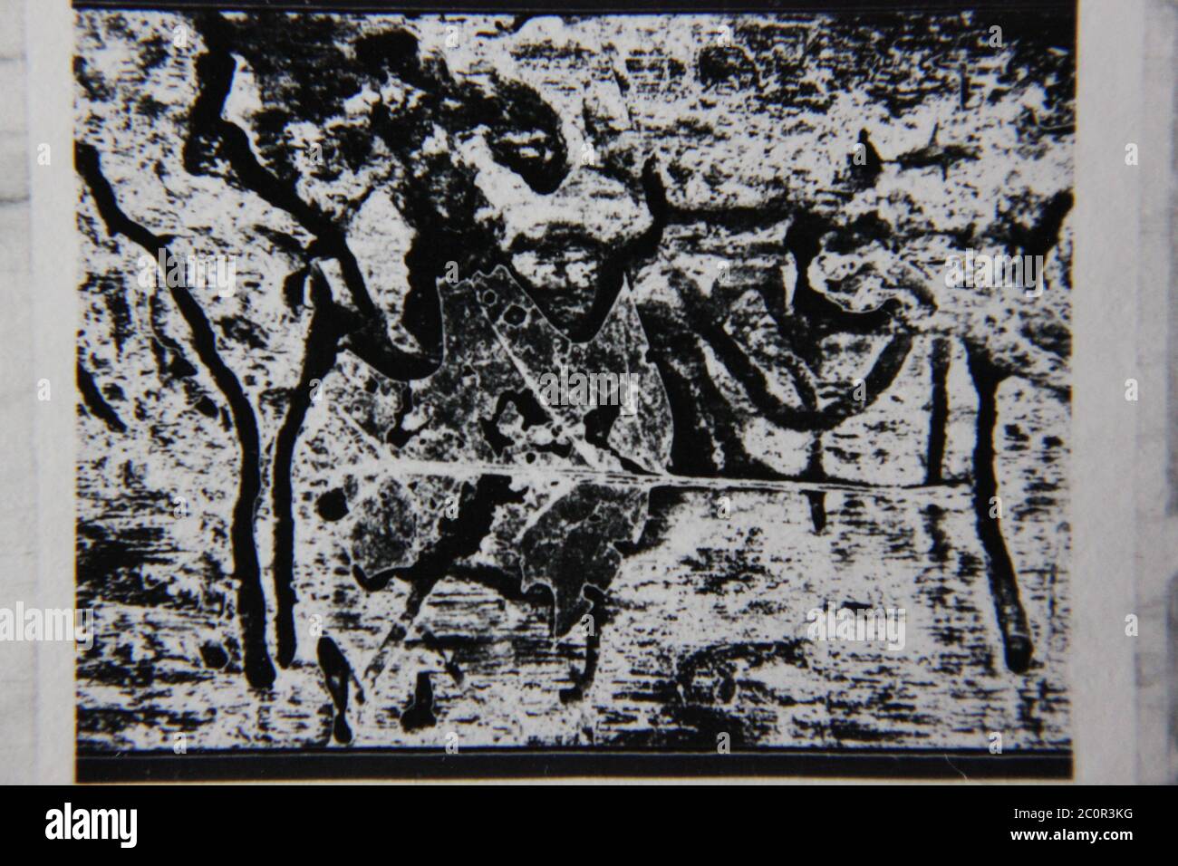 Fine 1970s vintage black and white photography of the beauty of nature ...