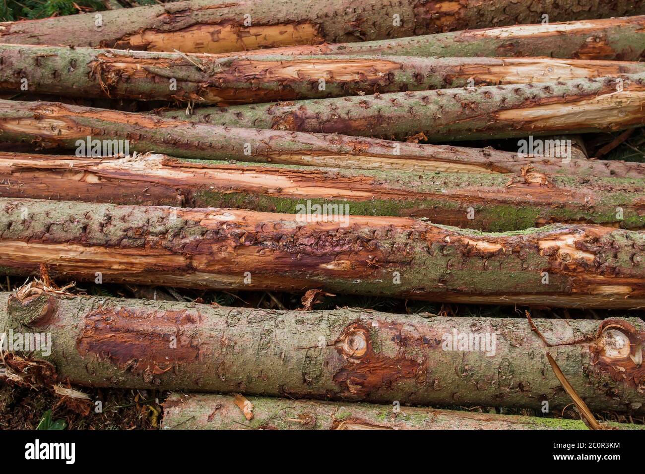 Piles of logs chopped down trees in a forest Stock Photo - Alamy
