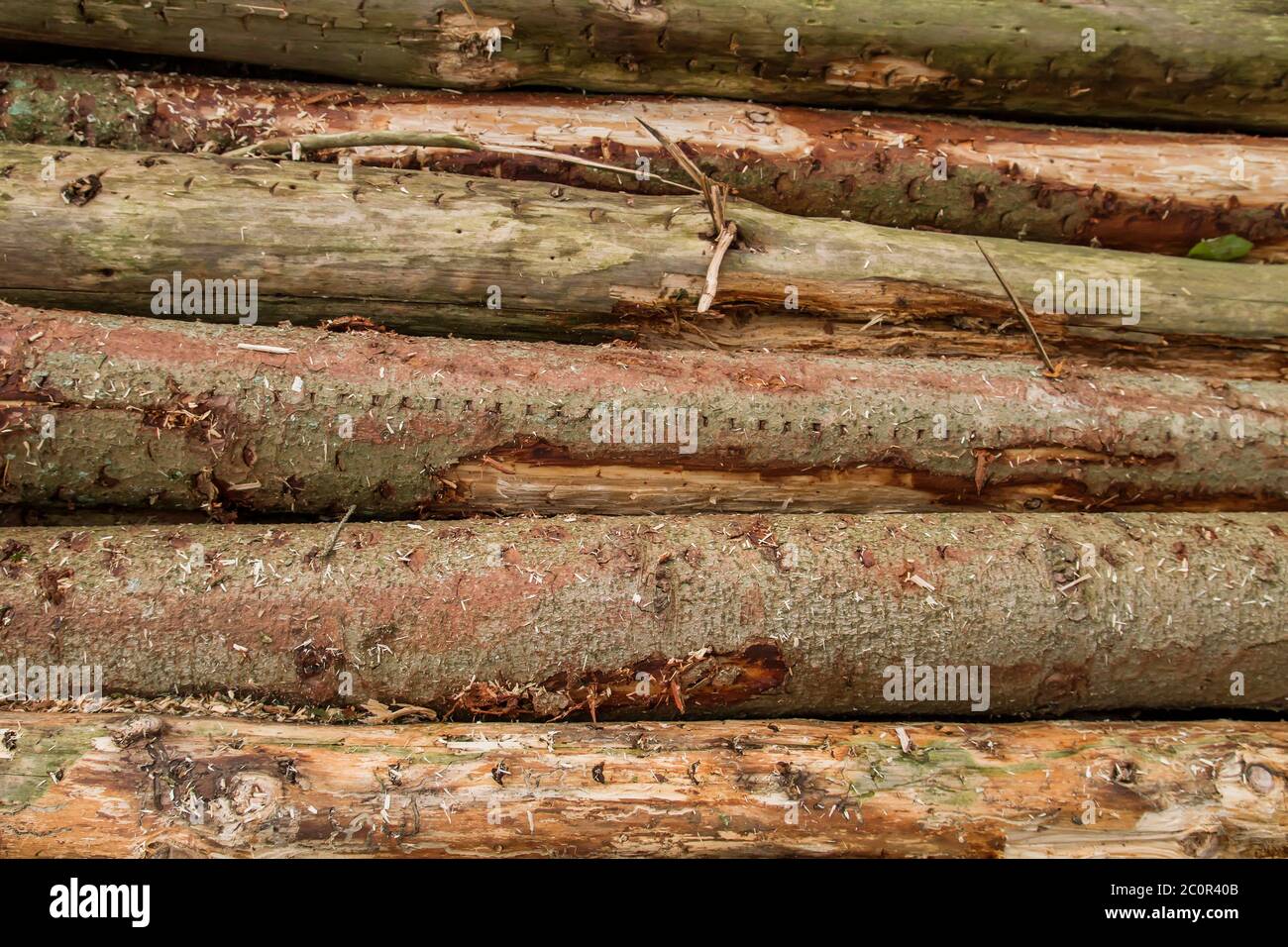 Cutting Piles Trees High Resolution Stock Photography and Images - Alamy