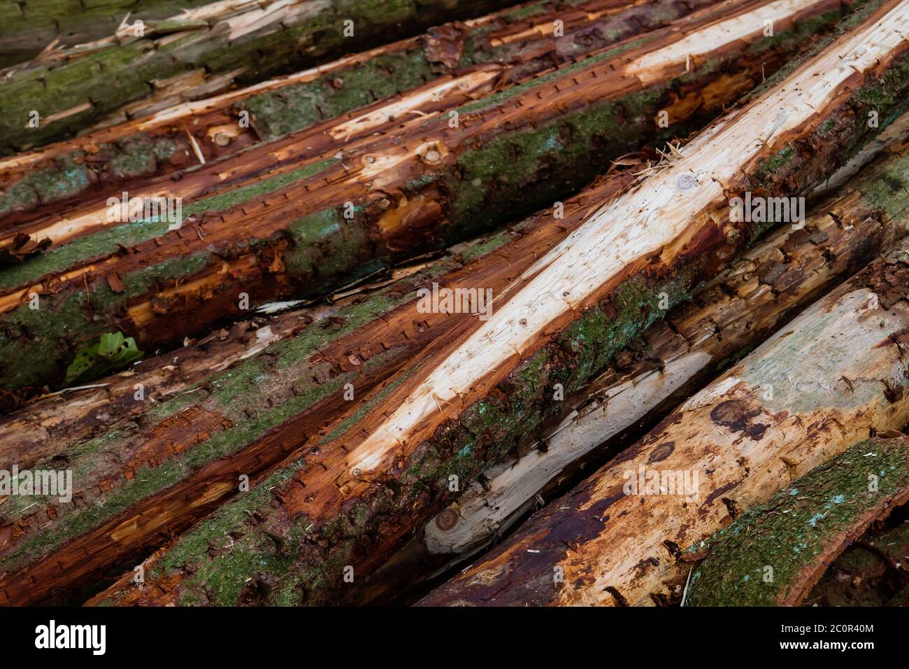 Chopped down trees hi-res stock photography and images - Alamy