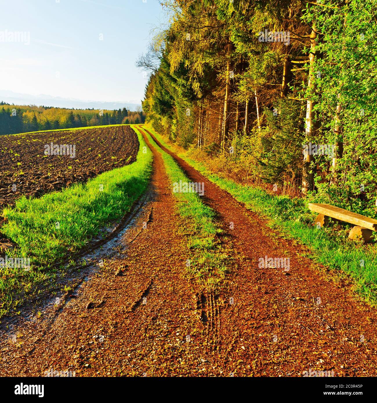 Pine plantation road hi-res stock photography and images - Alamy