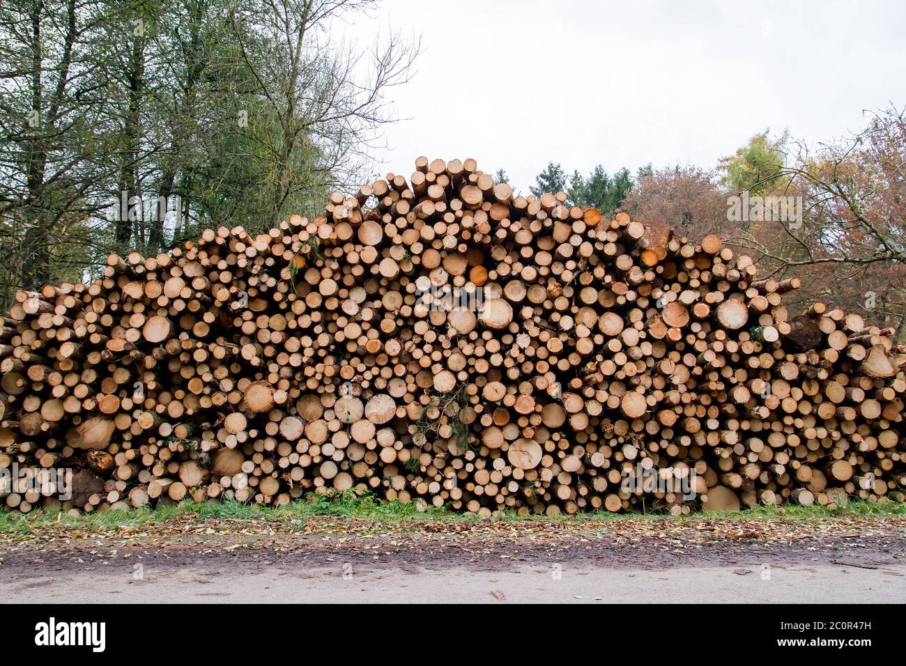 Pile of chopped down wood logs Stock Photo - Alamy