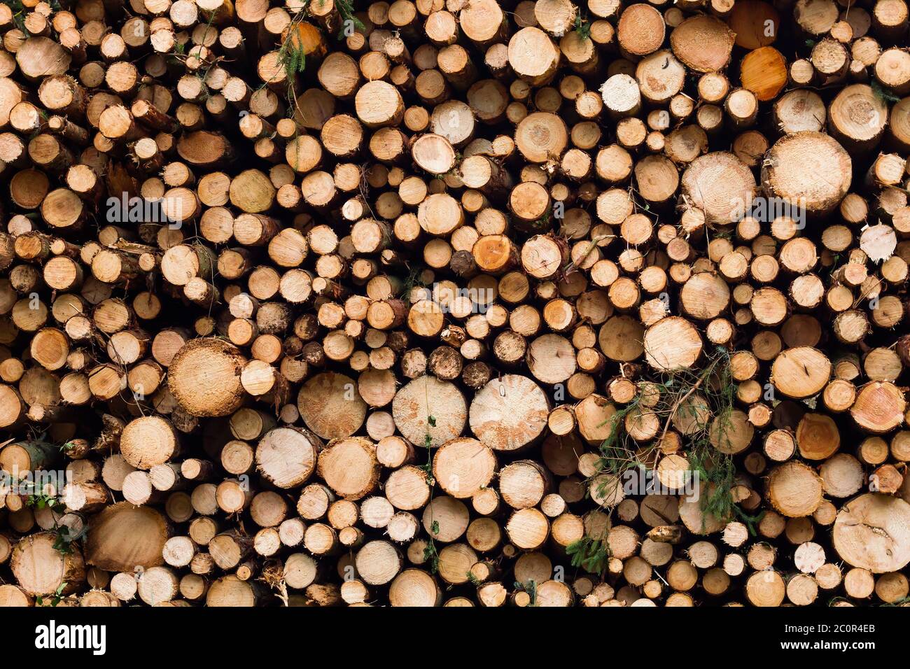 Pile of chopped down wood logs Stock Photo - Alamy