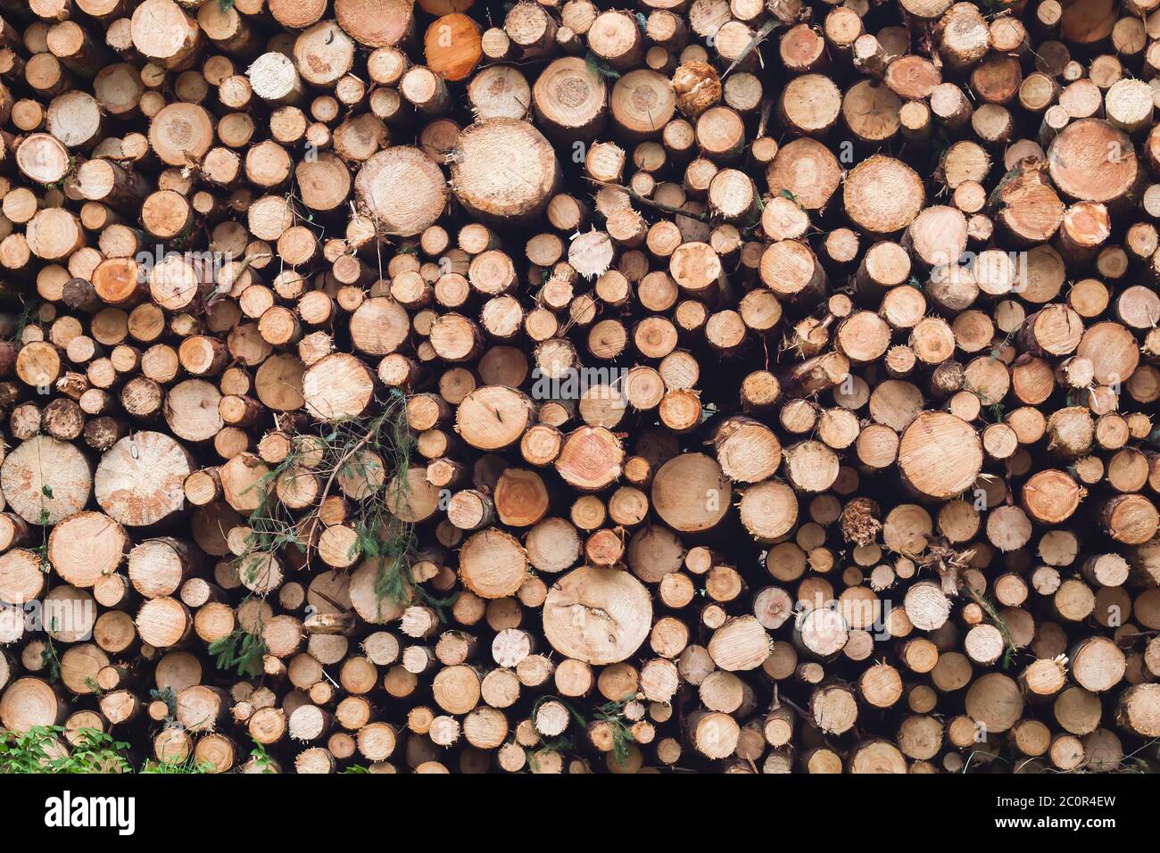 Pile of chopped down wood logs Stock Photo - Alamy