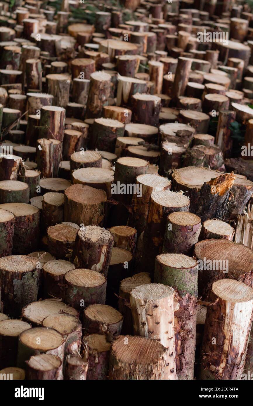 Pile of chopped down wood logs Stock Photo - Alamy