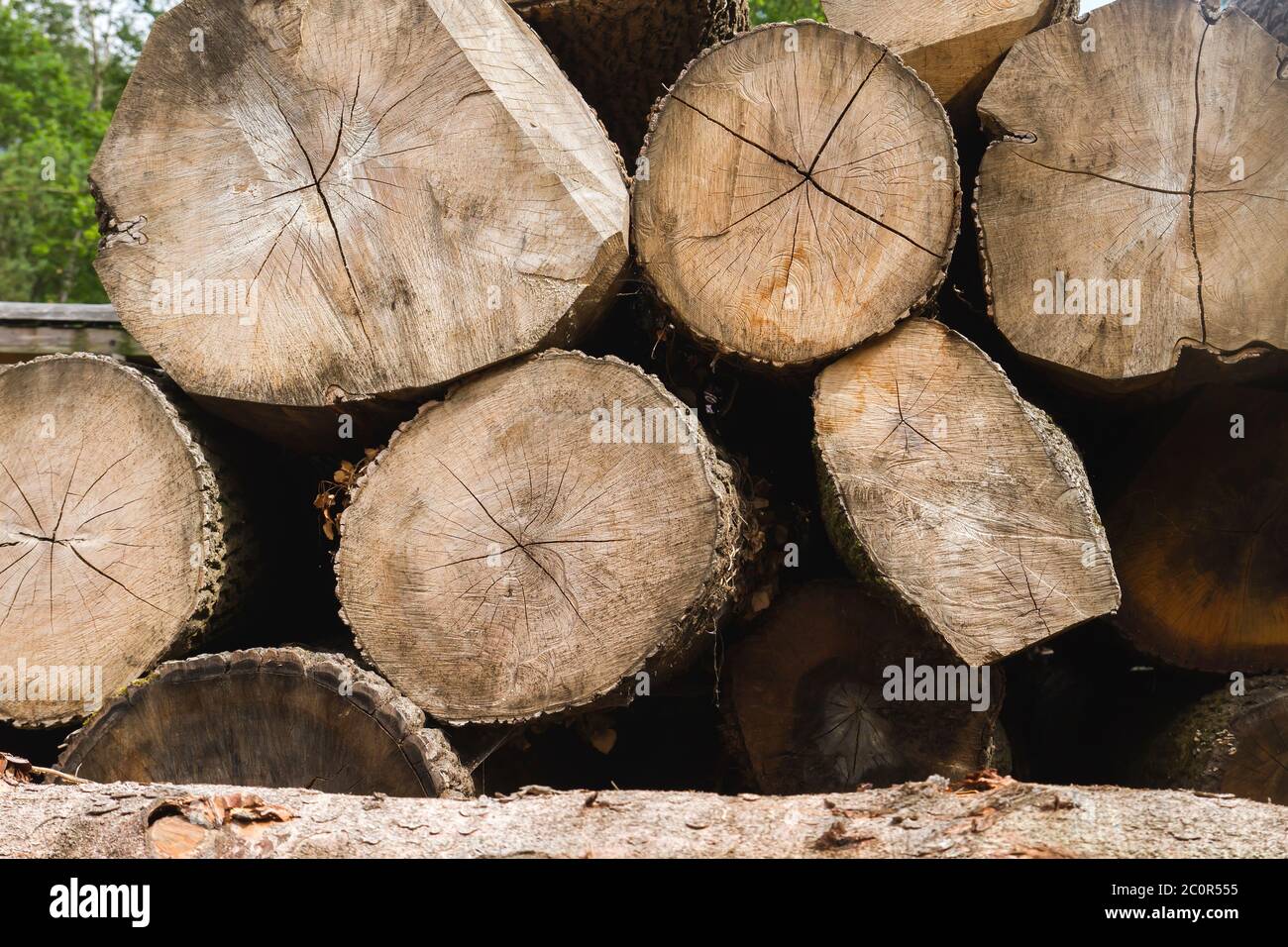 Pile of chopped down wood logs Stock Photo - Alamy