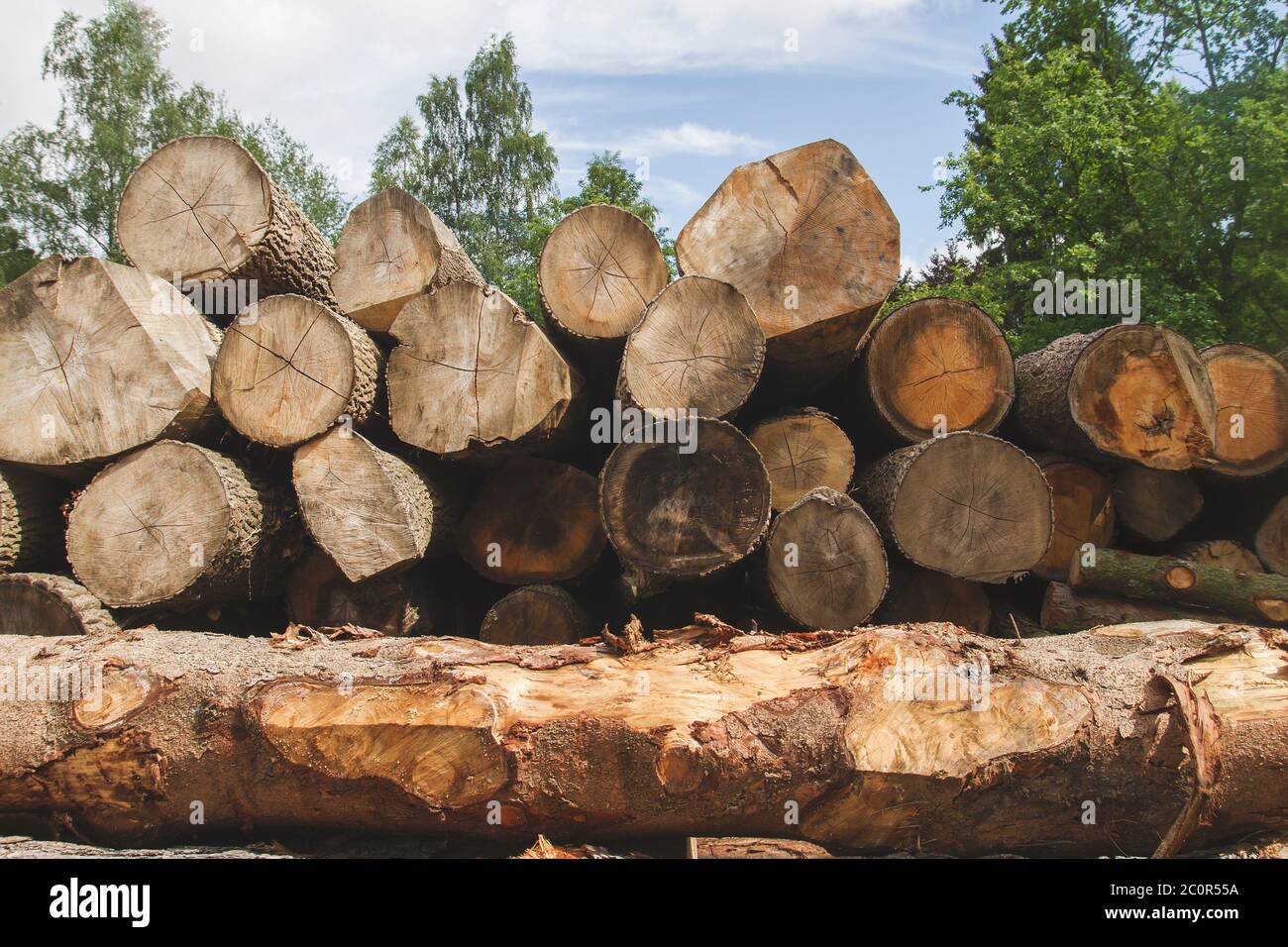 Pile of chopped down wood logs Stock Photo - Alamy