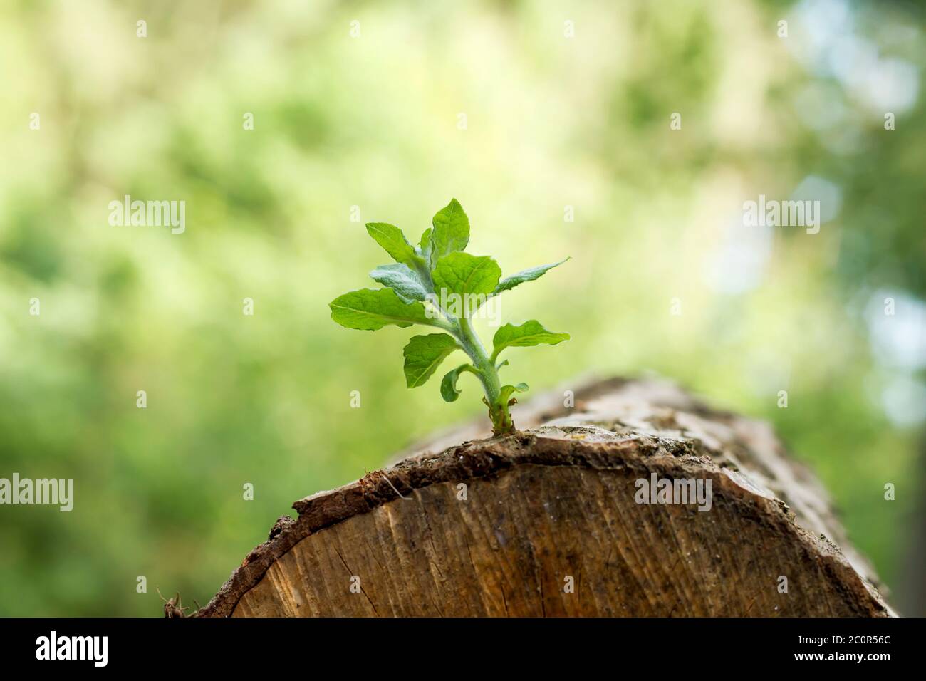 Small green sprout growing on a tree log Stock Photo - Alamy