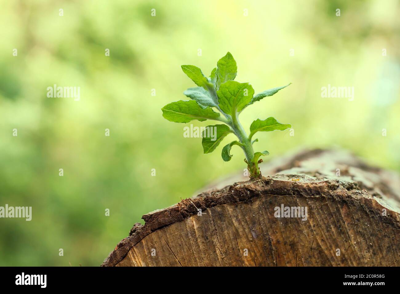 Small green sprout growing on a tree log Stock Photo - Alamy