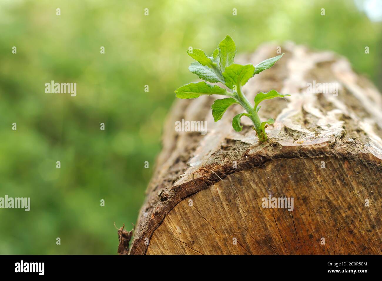 Small green sprout growing on a tree log Stock Photo - Alamy