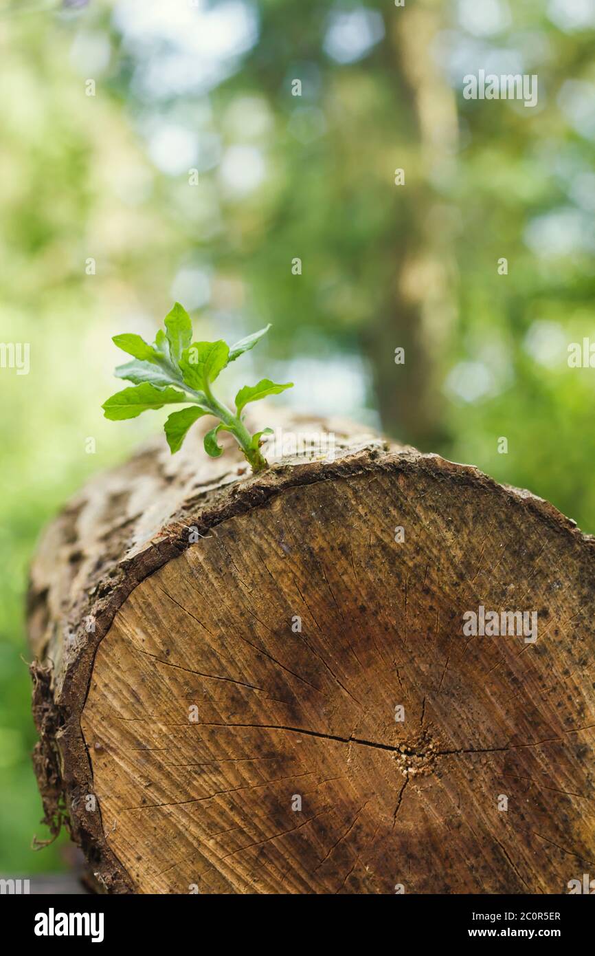 Small green sprout growing on a tree log Stock Photo - Alamy