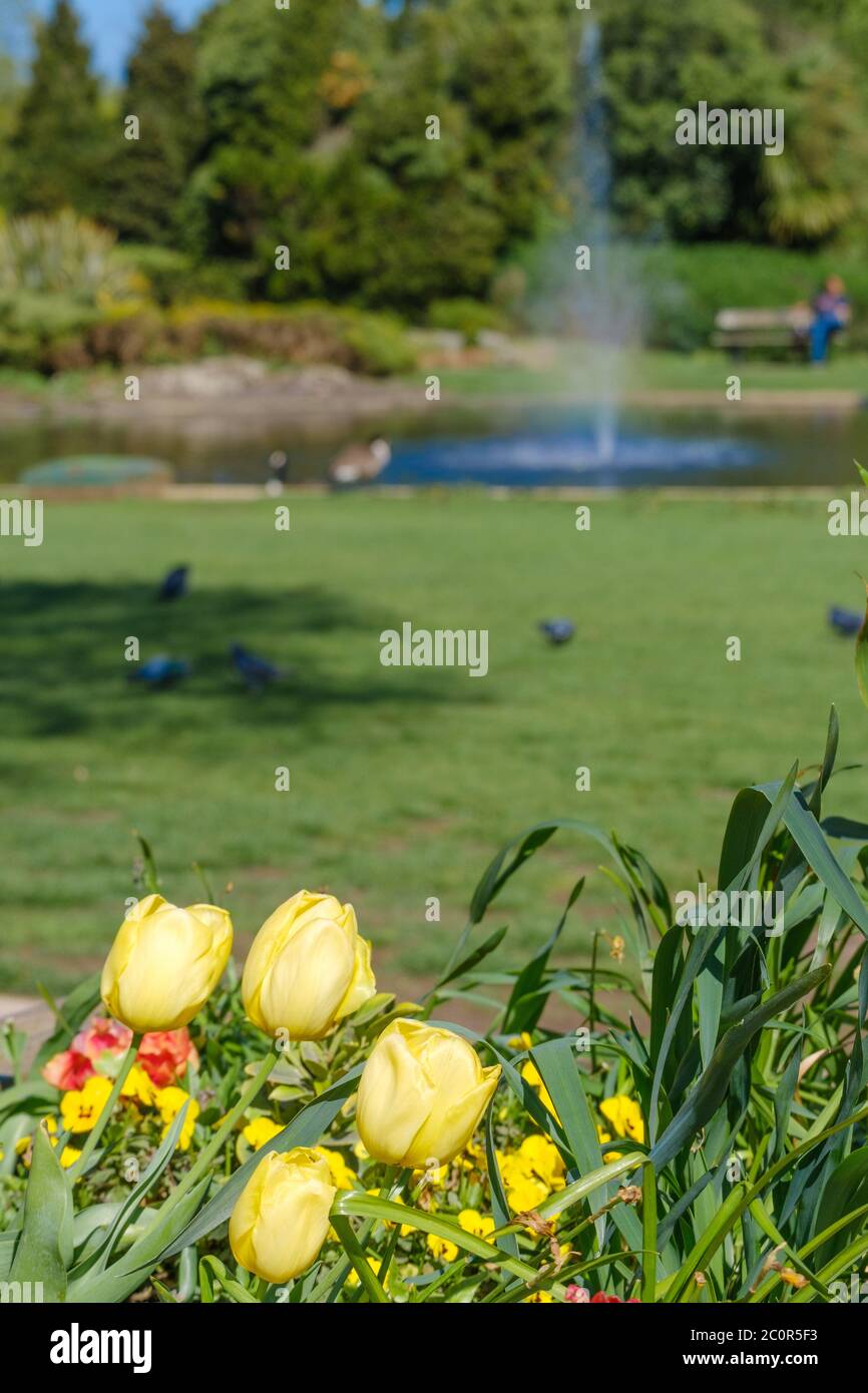Close up of yellow tulips with small yellow & red flowers. Out of focus ...