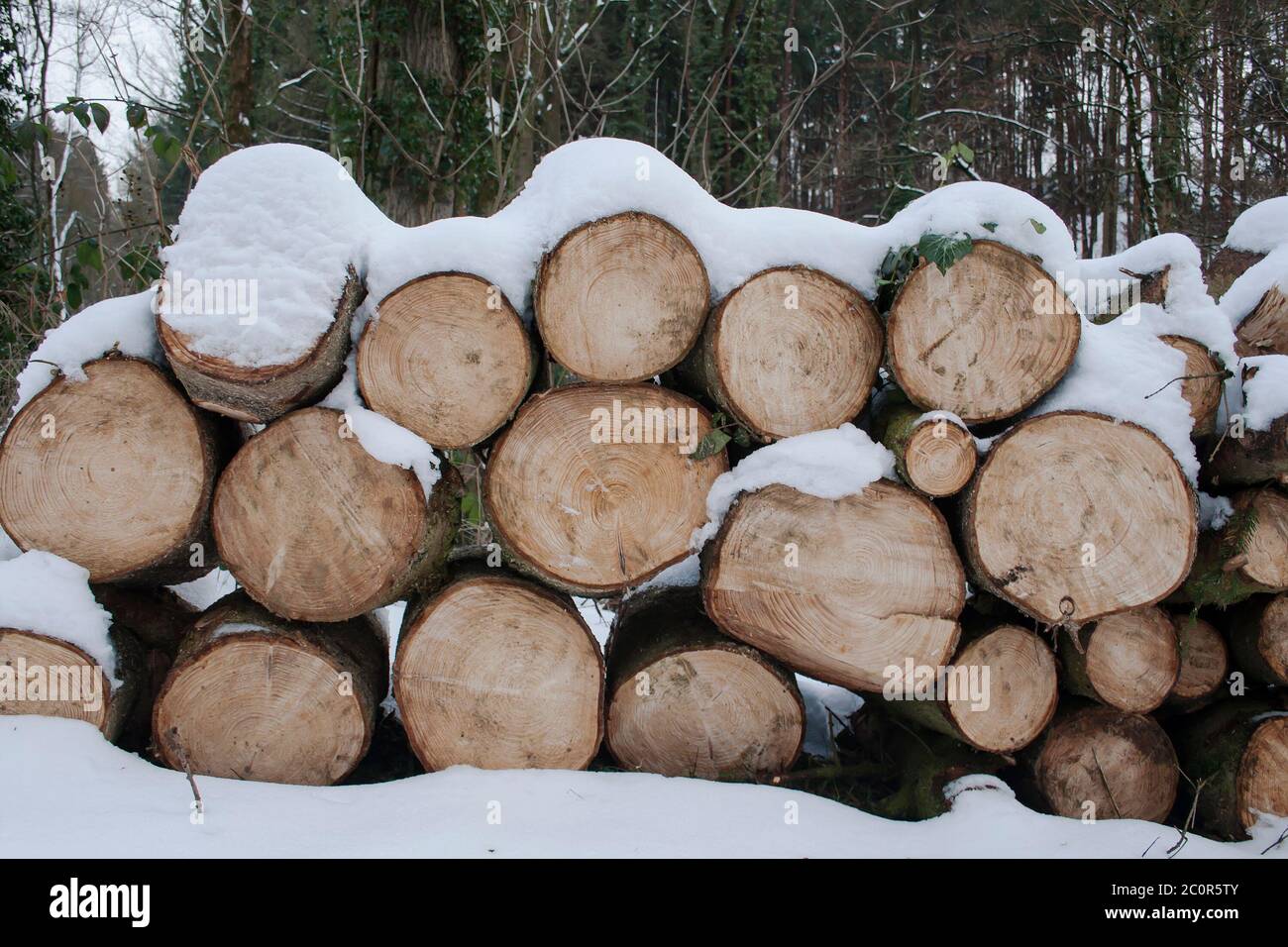 Pile of chopped down wood logs Stock Photo - Alamy
