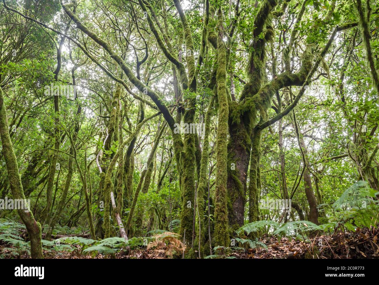 Laurel forest in la hi-res stock photography and images - Alamy