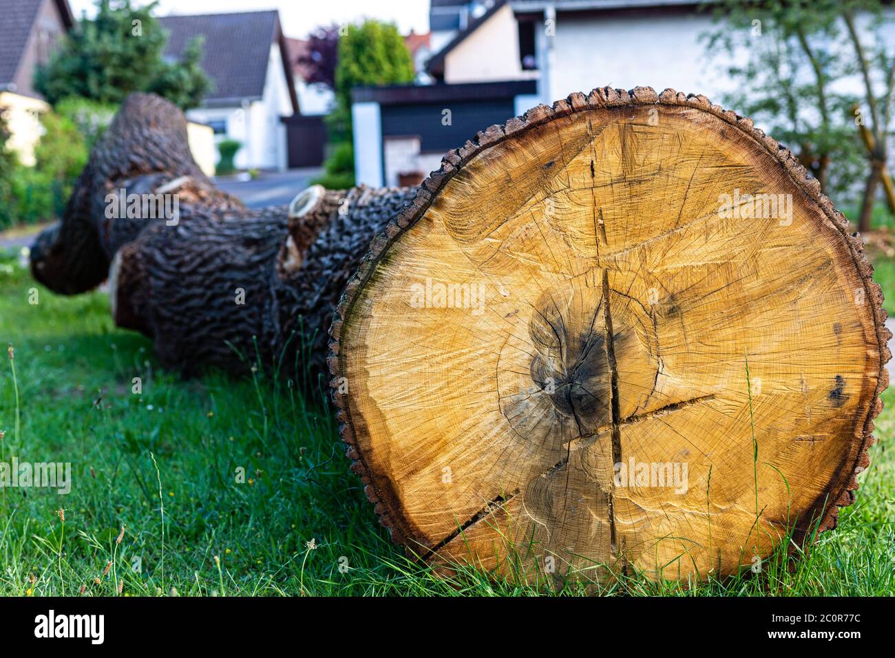 A big cut down tree. Clean up in the city park after the storm. A big ...