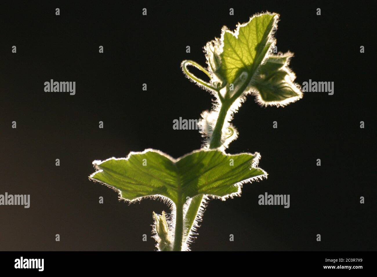 Zierkurbisranke hi-res stock photography and images - Alamy