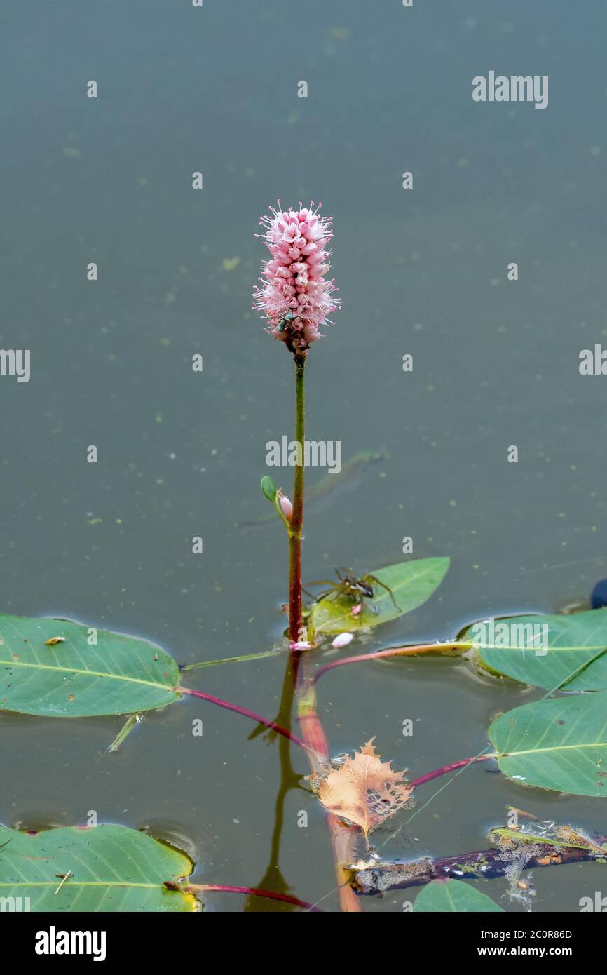 Pink flower growing out of the water Stock Photo - Alamy