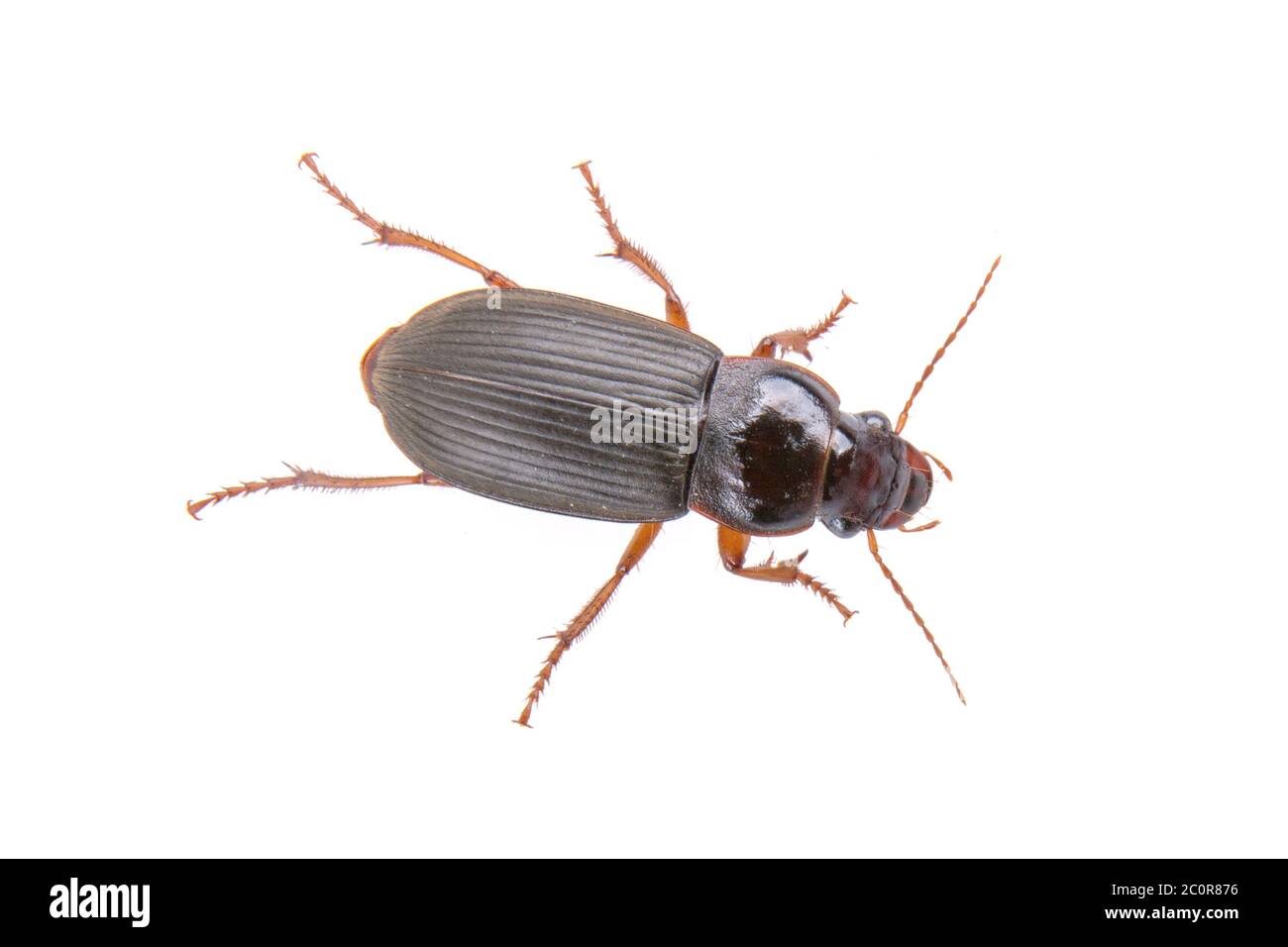 Brown bug on a white background Stock Photo - Alamy