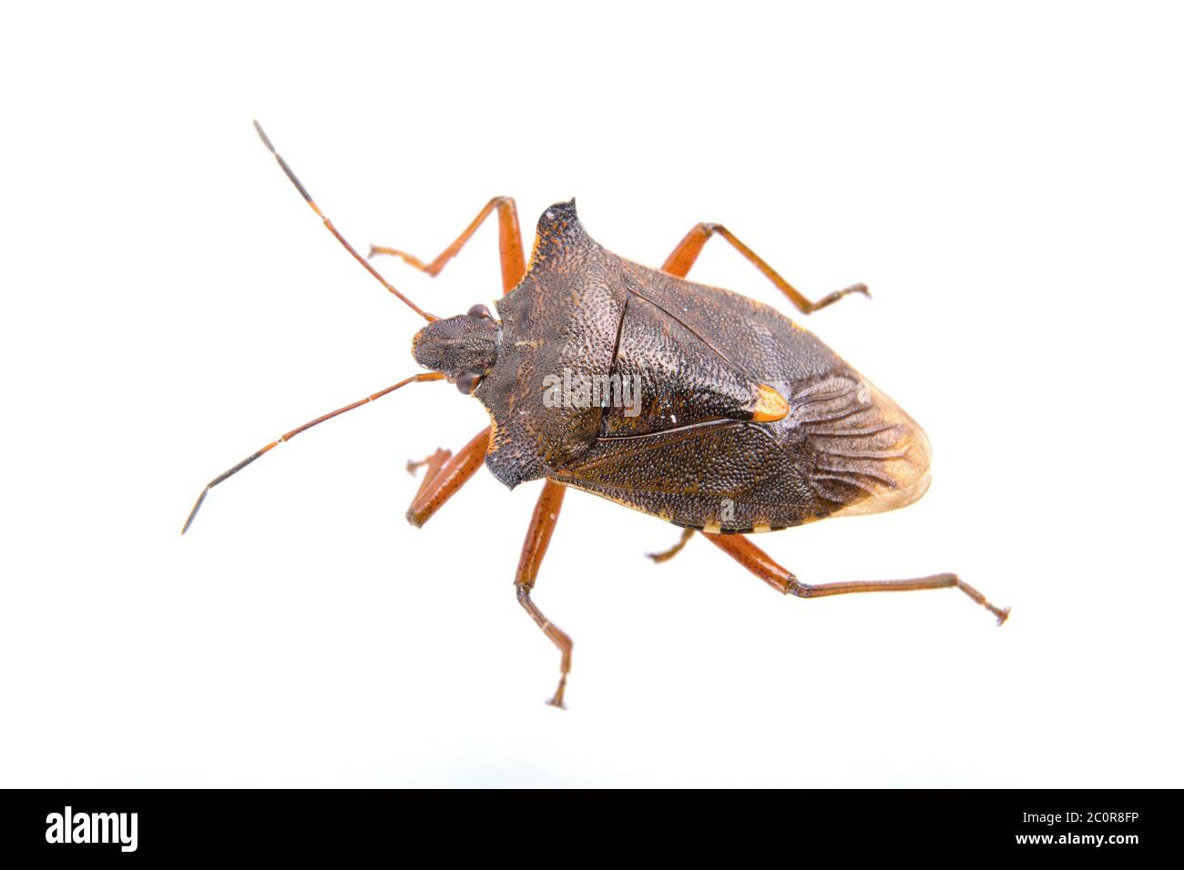 Brown shield bug on a white background Stock Photo - Alamy