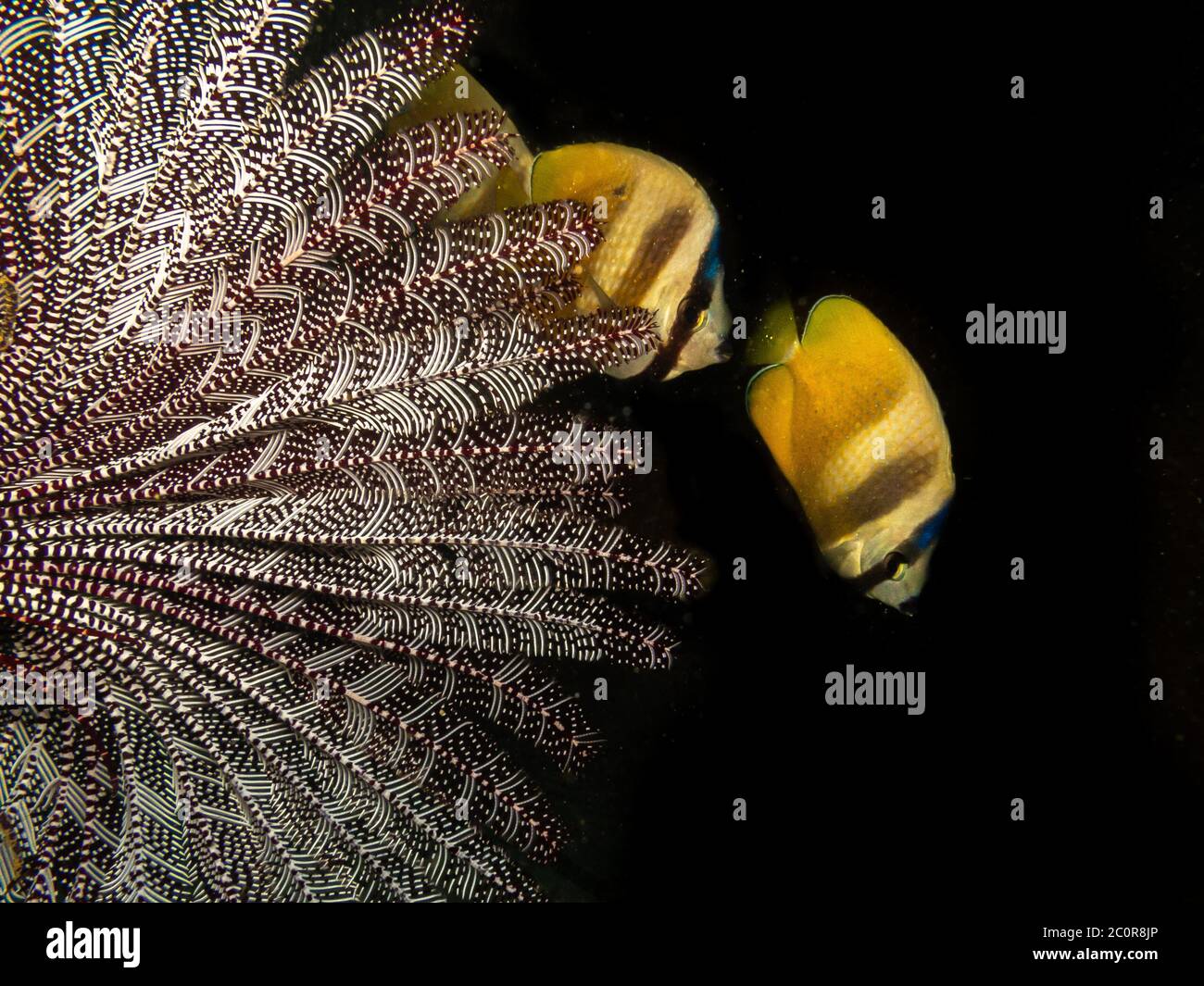 Klein's Butterflyfish (Chaetodon kleinii) with a sea fan at a Puerto ...