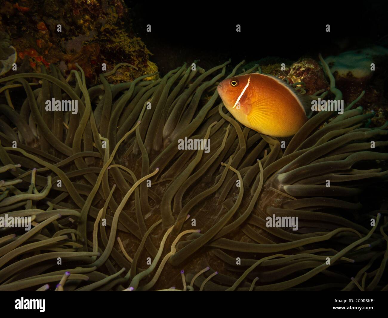 Skunk clownfish (Amphiprion perideraionat) at its beautiful sea anemone ...