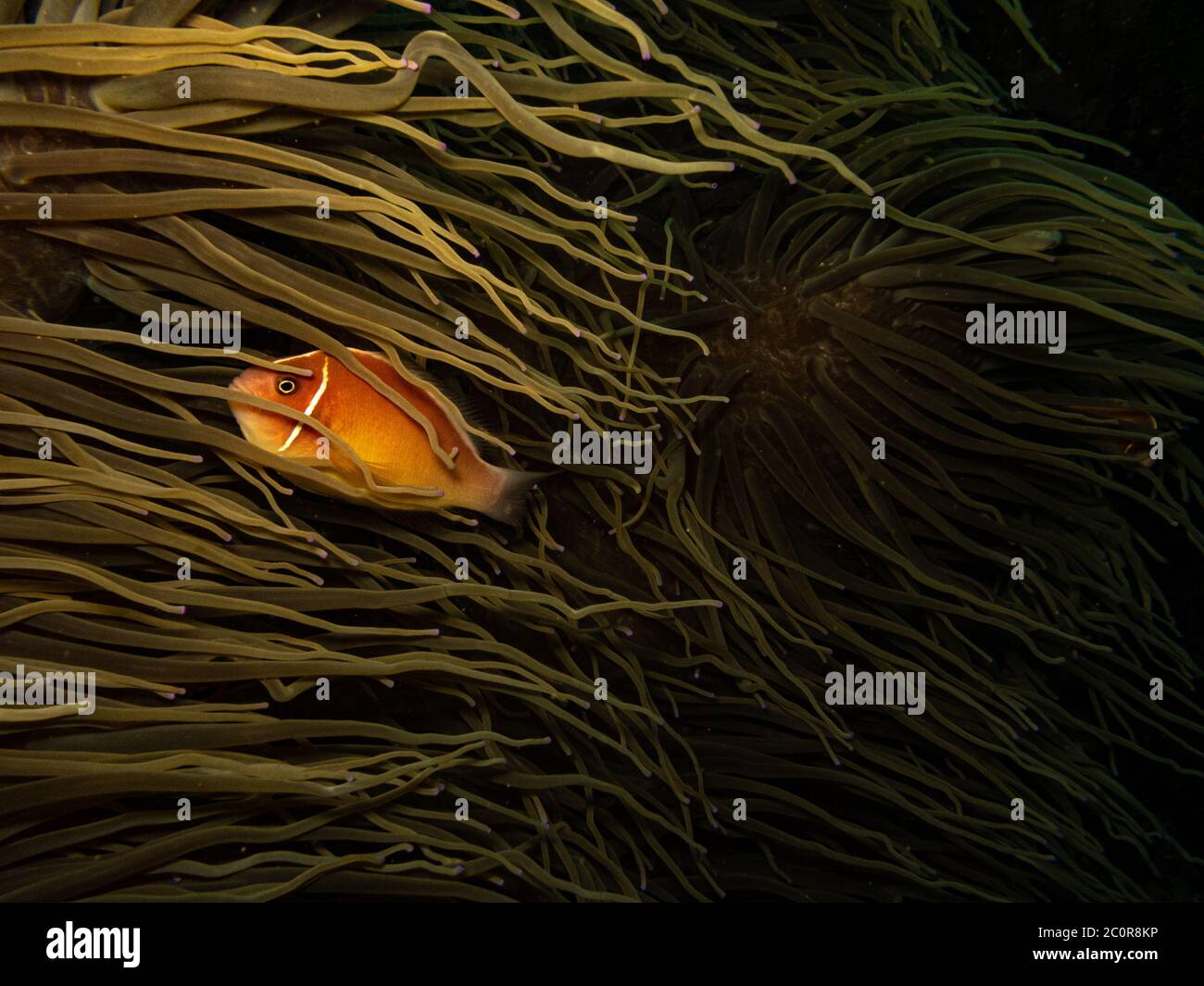 Skunk clownfish (Amphiprion perideraionat) at its beautiful sea anemone ...