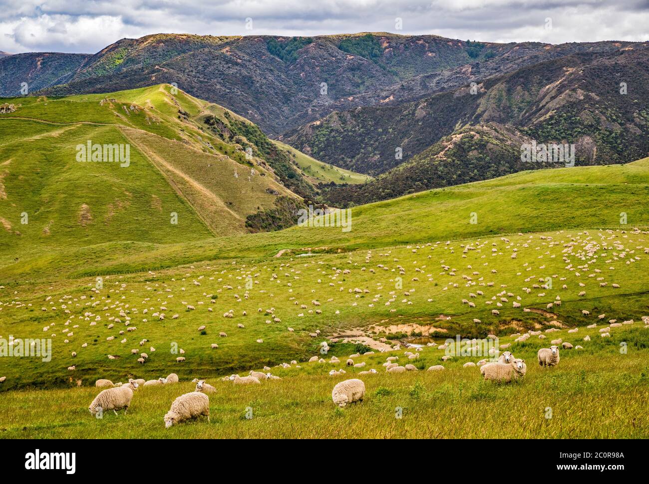Three kings island new zealand hi-res stock photography and images - Alamy