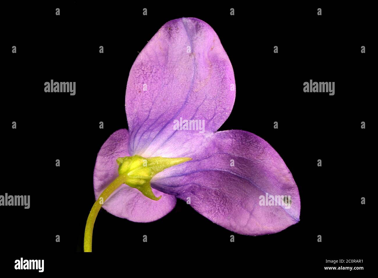Three petal flower hi-res stock photography and images - Alamy