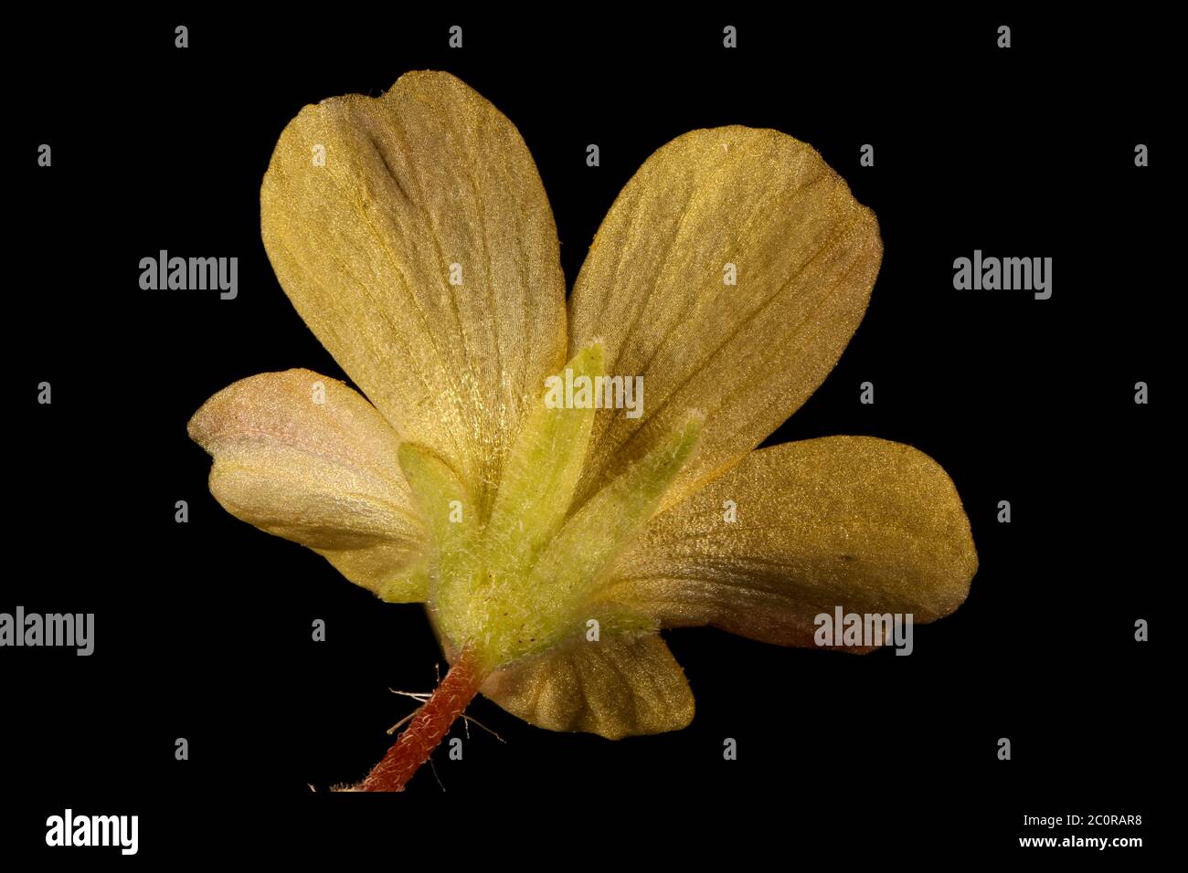 Upright Yellow Sorrel (Oxalis stricta). Flower Closeup Stock Photo - Alamy