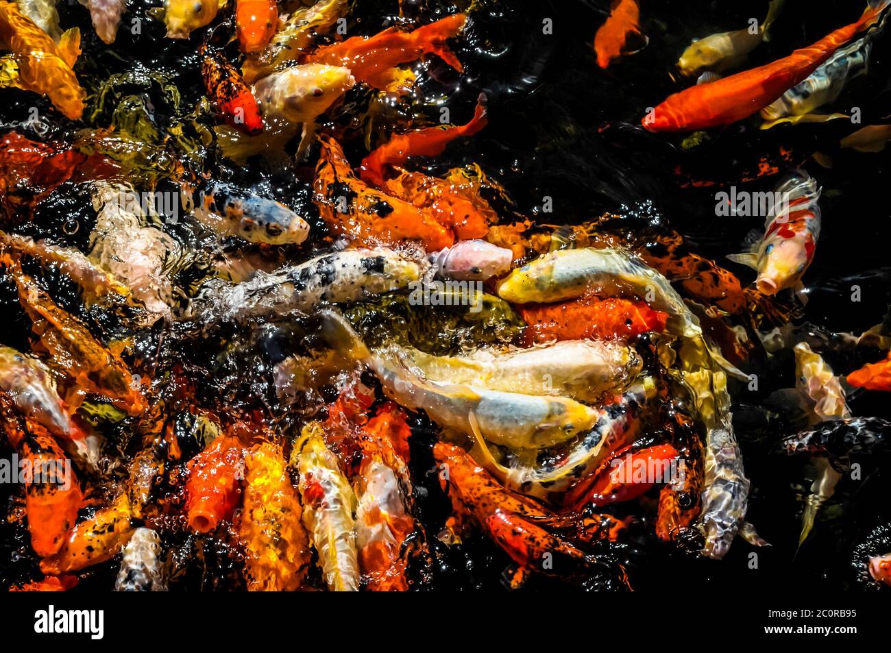 Asian carps hi-res stock photography and images - Alamy