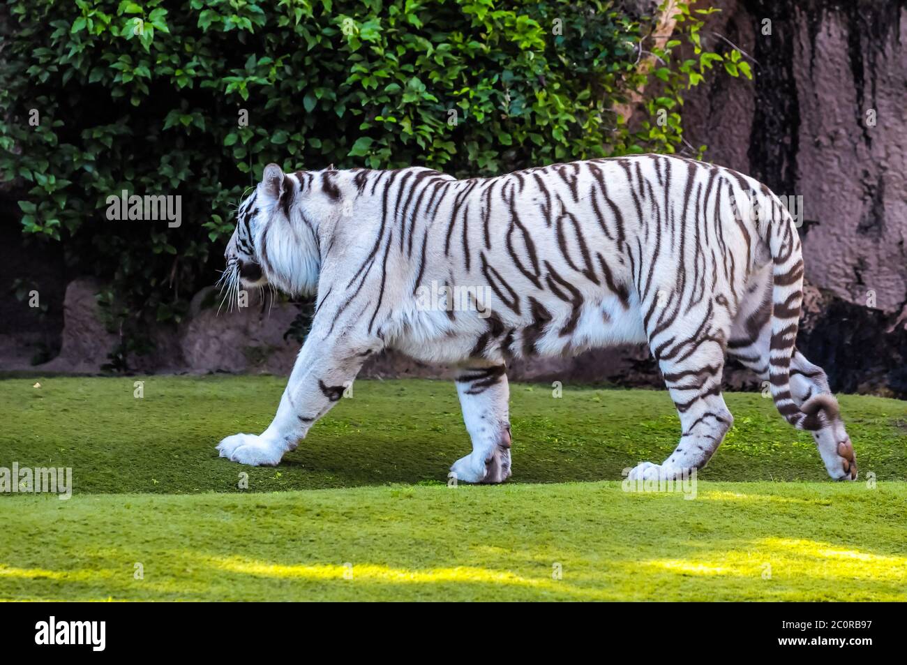 Black and White Striped Tiger Stock Photo - Alamy