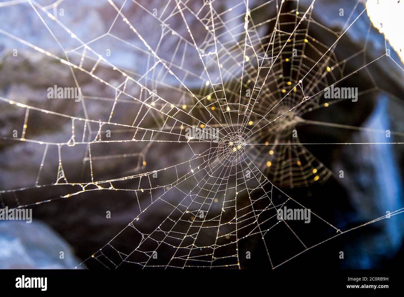 Some Spider Net Back Illuminated Stock Photo - Alamy