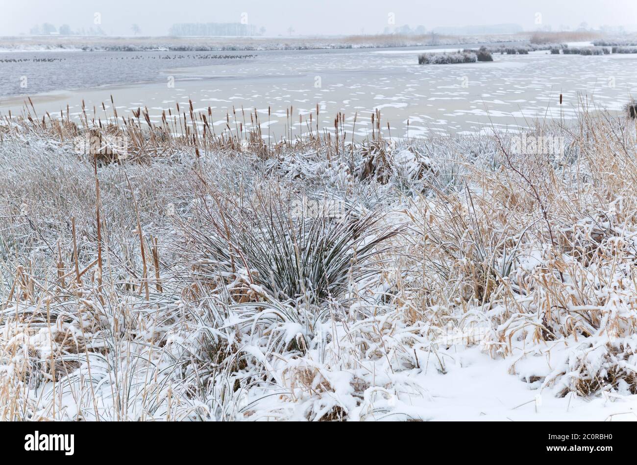 frozen swamp in winter Stock Photo - Alamy