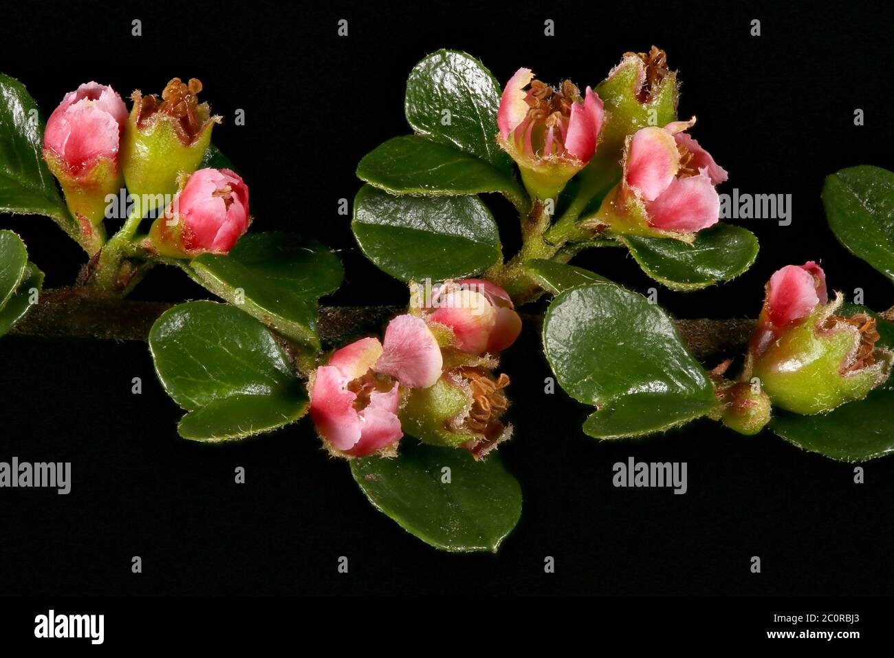 Wall cotoneaster cotoneaster horizontalis hi-res stock photography and ...