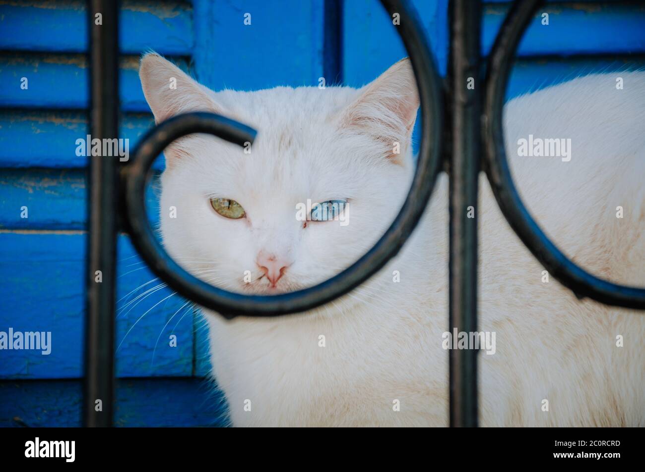 heterochromia. cat with different colored eyes looks at the camera in ...
