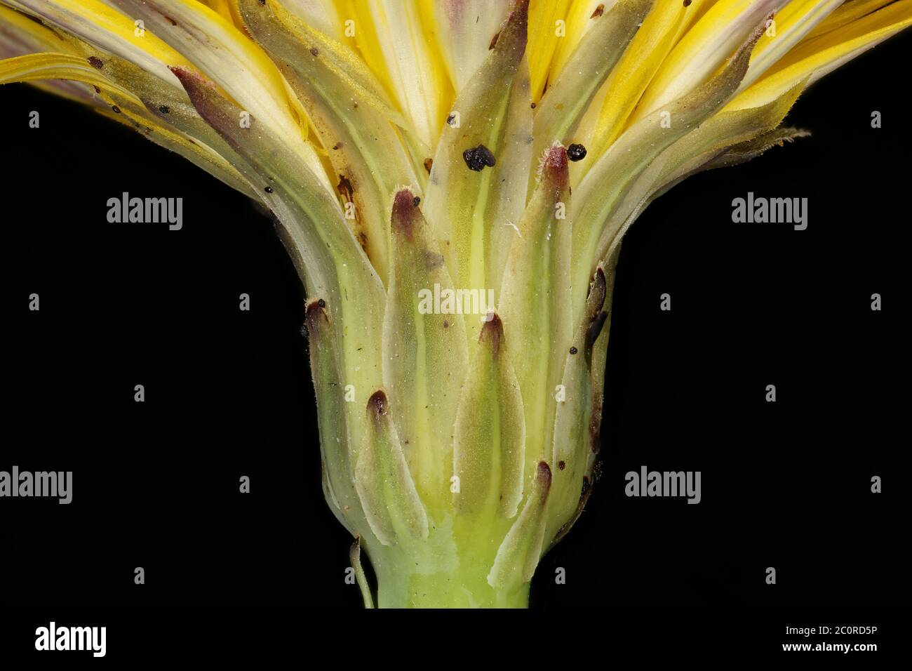 Inflorescence with involucrum hi-res stock photography and images - Alamy