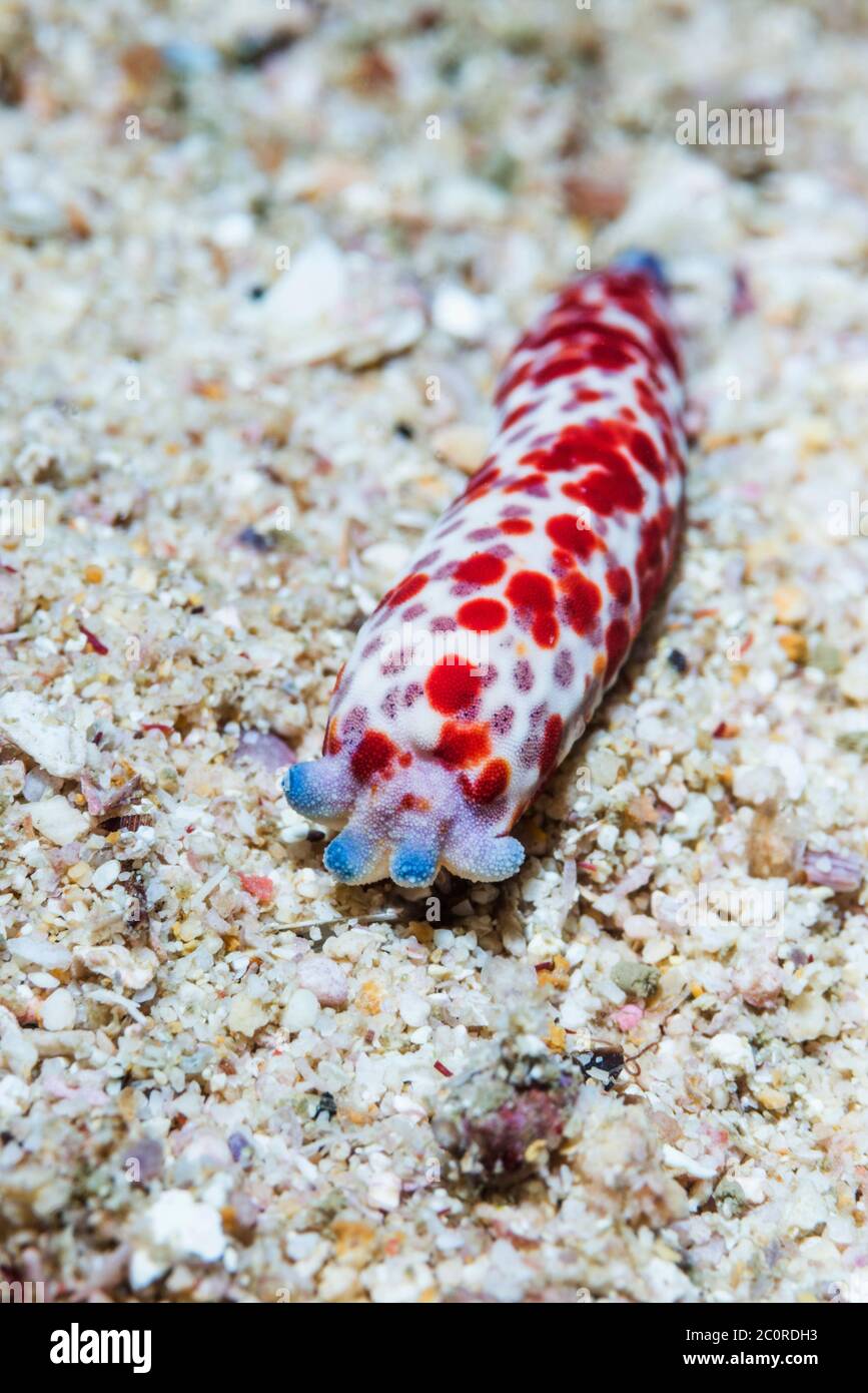 Multipore Starfish [Linckia multiflora], asexual reproduction and arm ...
