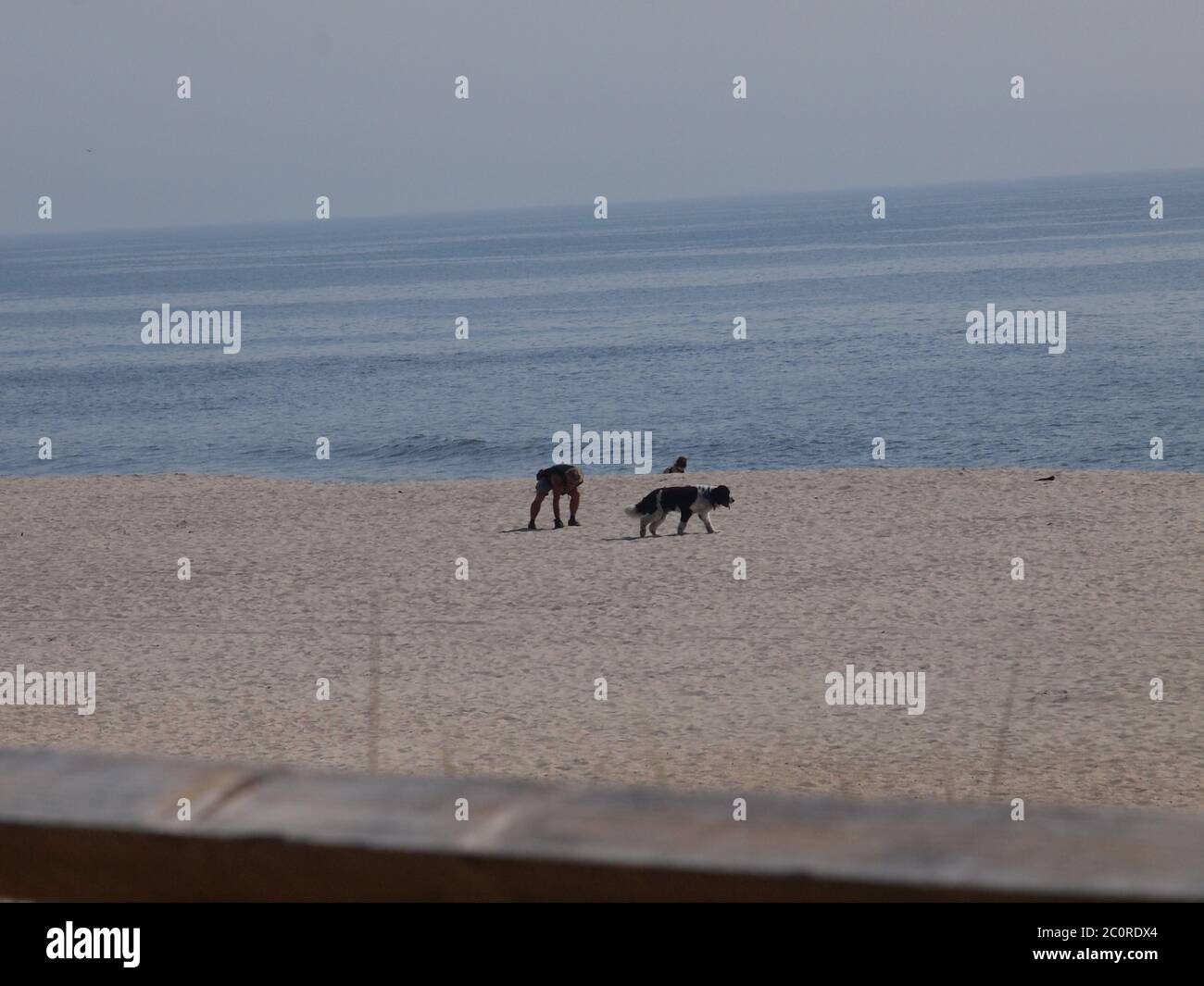 Dog pooping on beach hi-res stock photography and images - Alamy