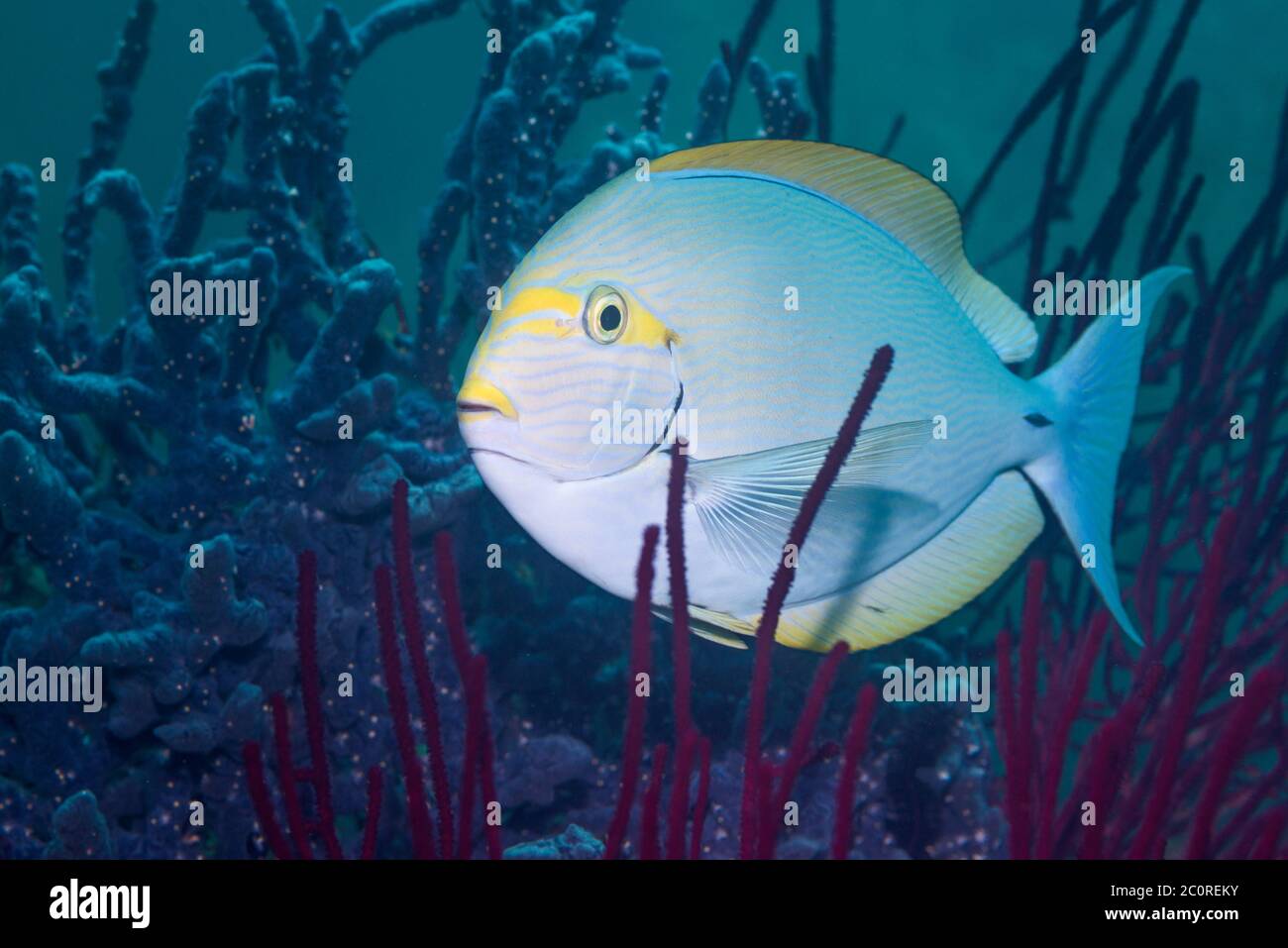 Yellowmask surgeonfish hi-res stock photography and images - Alamy