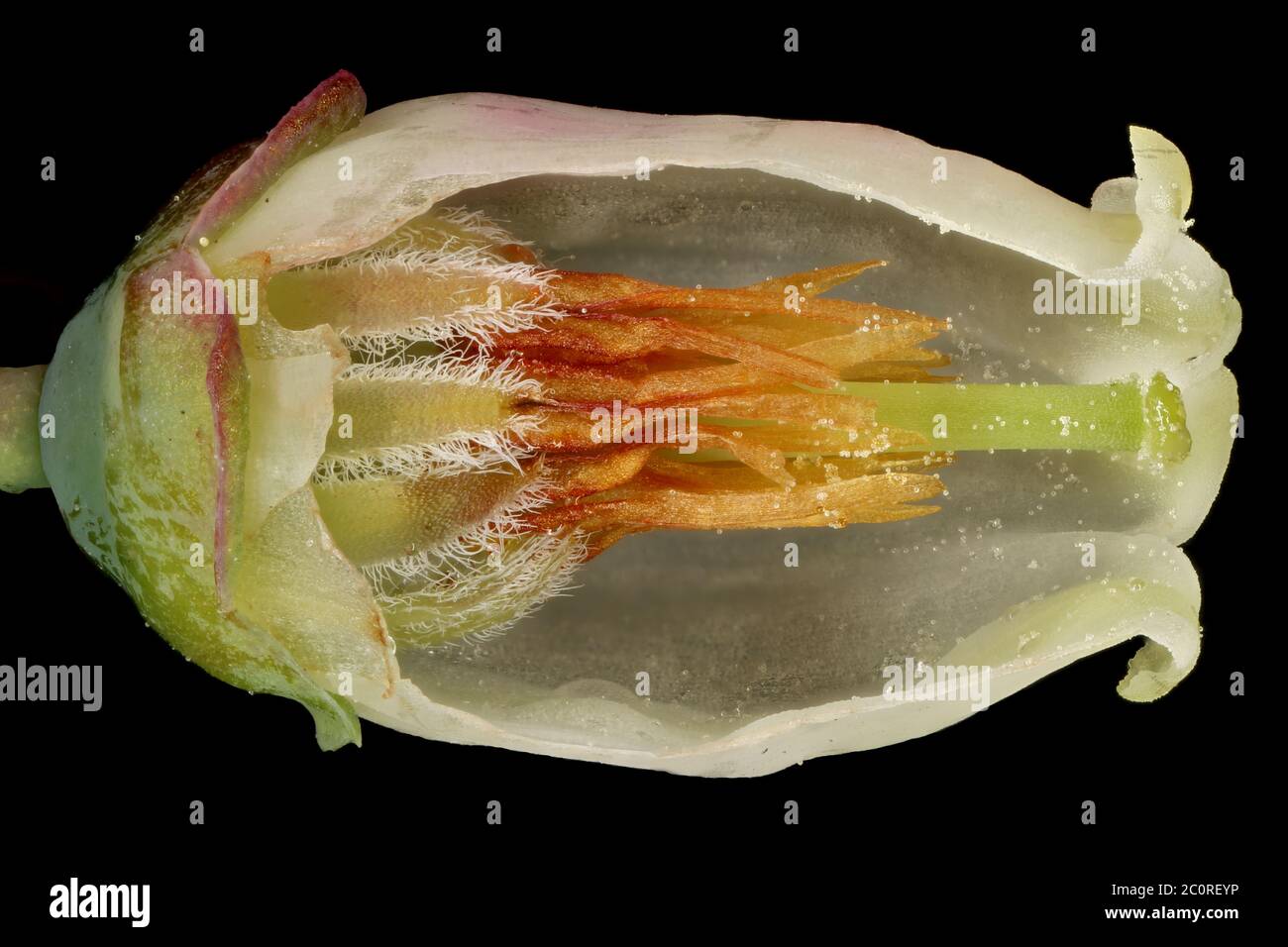 Vaccinium Corymbosum Illustration High Resolution Stock Photography and ...