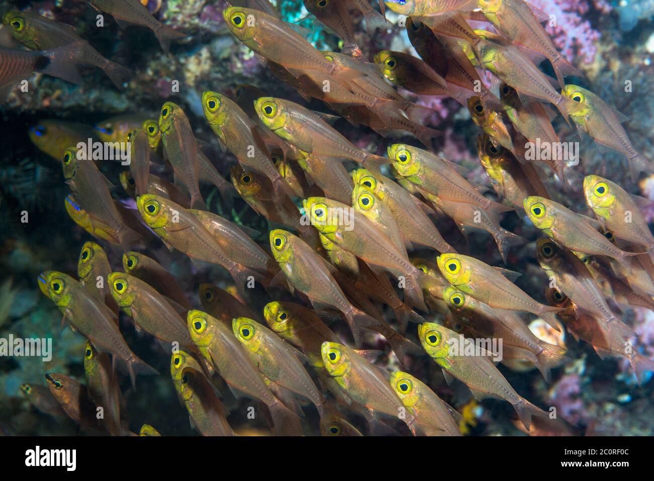 Pygmy Sweepers [Parapriacanthus ransonetti]. West Papua, Indonesia ...