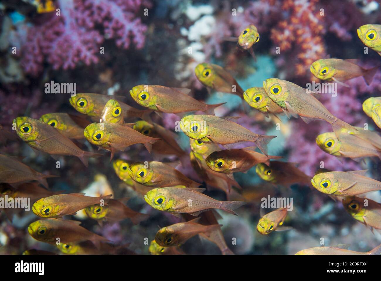 Pygmy Sweepers [Parapriacanthus ransonetti]. West Papua, Indonesia ...