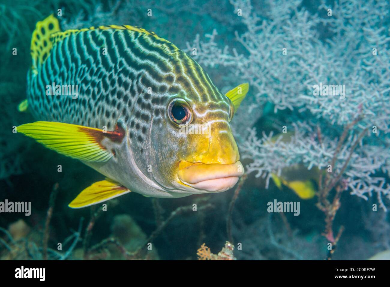 Lined Sweetlips [Plectorhinchus lineatus] with black coral in ...