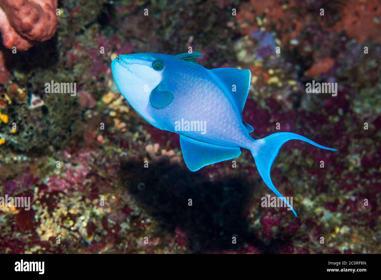 Redtooth triggerfish, Blue triggerfish [Odonus niger]. North Sulawesi ...